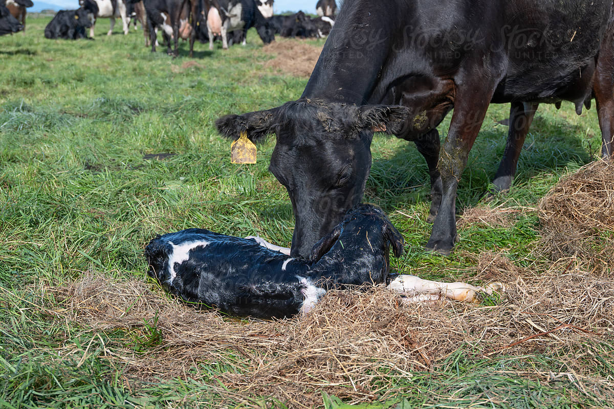 "Natural Birth" by Stocksy Contributor "Te Aroha Photography Ltd" - Stocksy