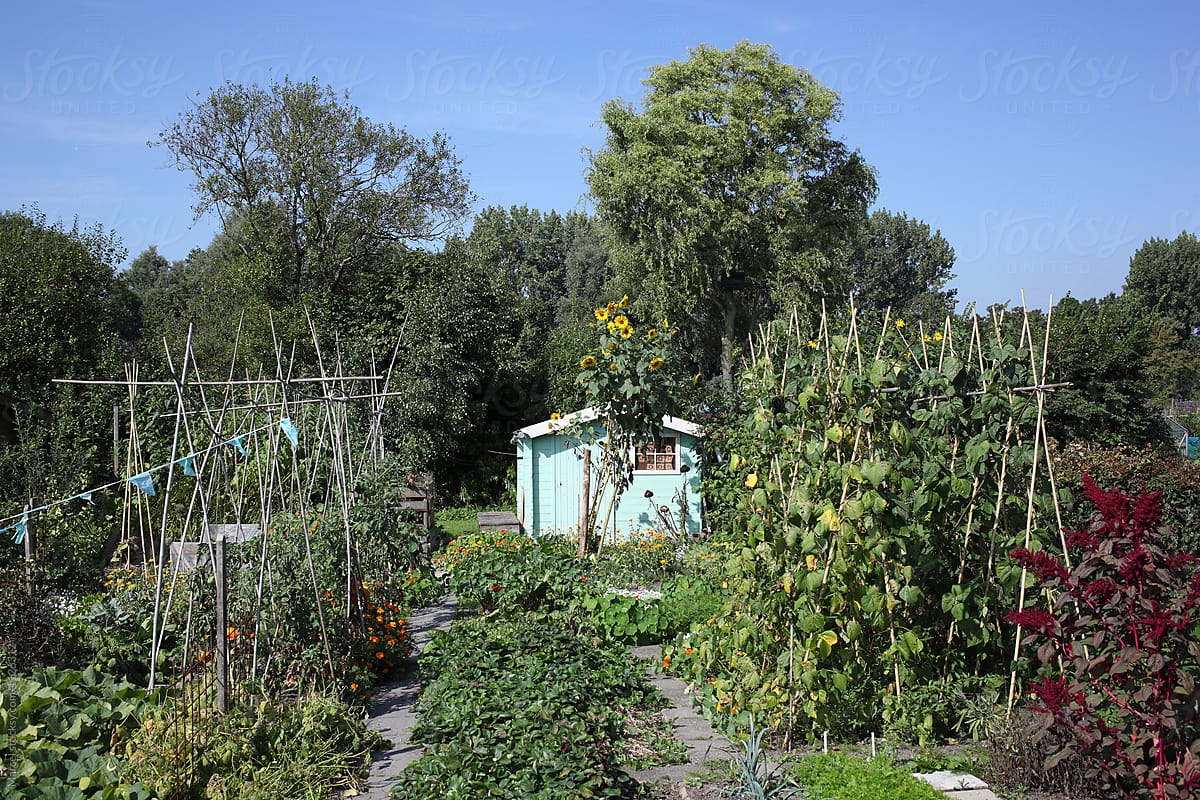 "Cute Shed In Vegetable Garden" by Stocksy Contributor "Marcel" - Stocksy