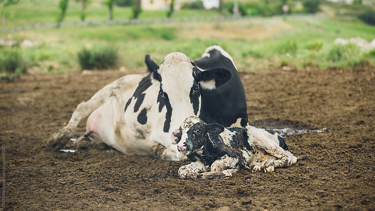 "Cow Birth" by Stocksy Contributor "CACTUS Creative Studio" - Stocksy