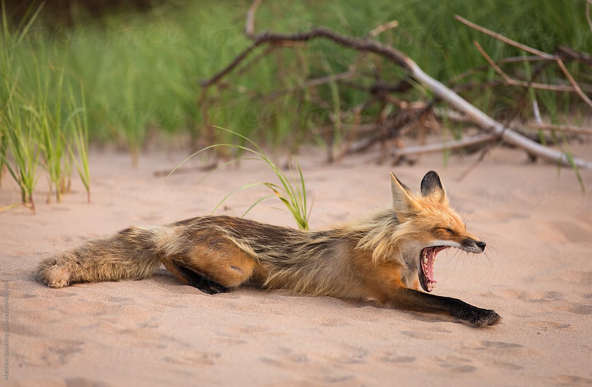 "Wild Fox Stretching And Yawning In Outdoors In Natural Animal ...