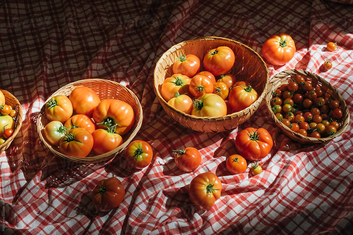"Tomato Summer Picnic" by Stocksy Contributor "Maryanne Gobble" - Stocksy