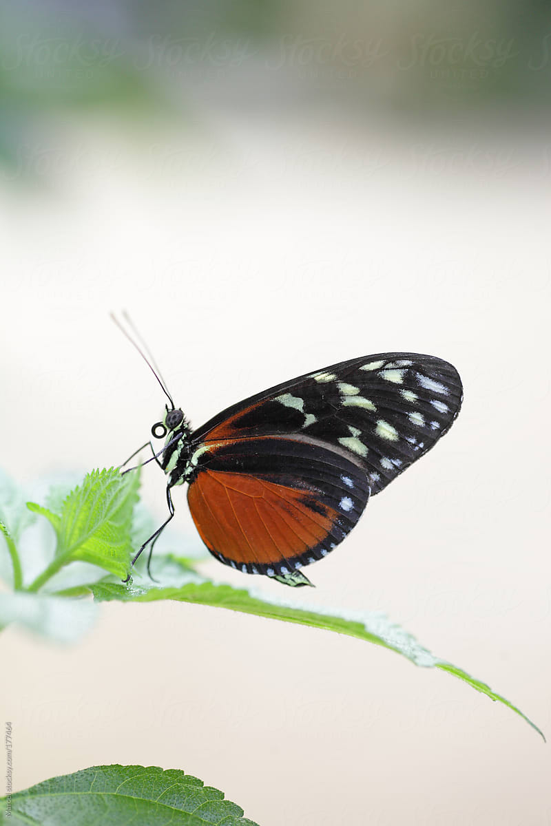 "Beautiful Butterfly" by Stocksy Contributor "Marcel" - Stocksy
