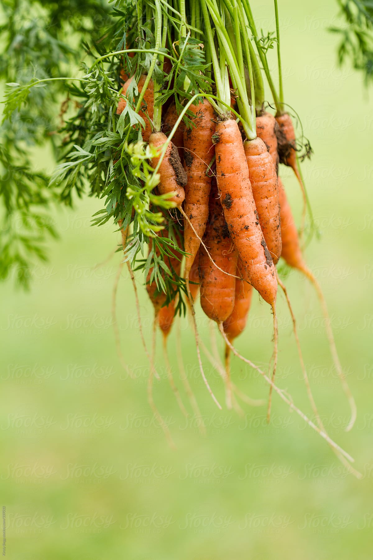 "Bunch Of Freshly Picked Carrots" by Stocksy Contributor "Kirsty Begg ...