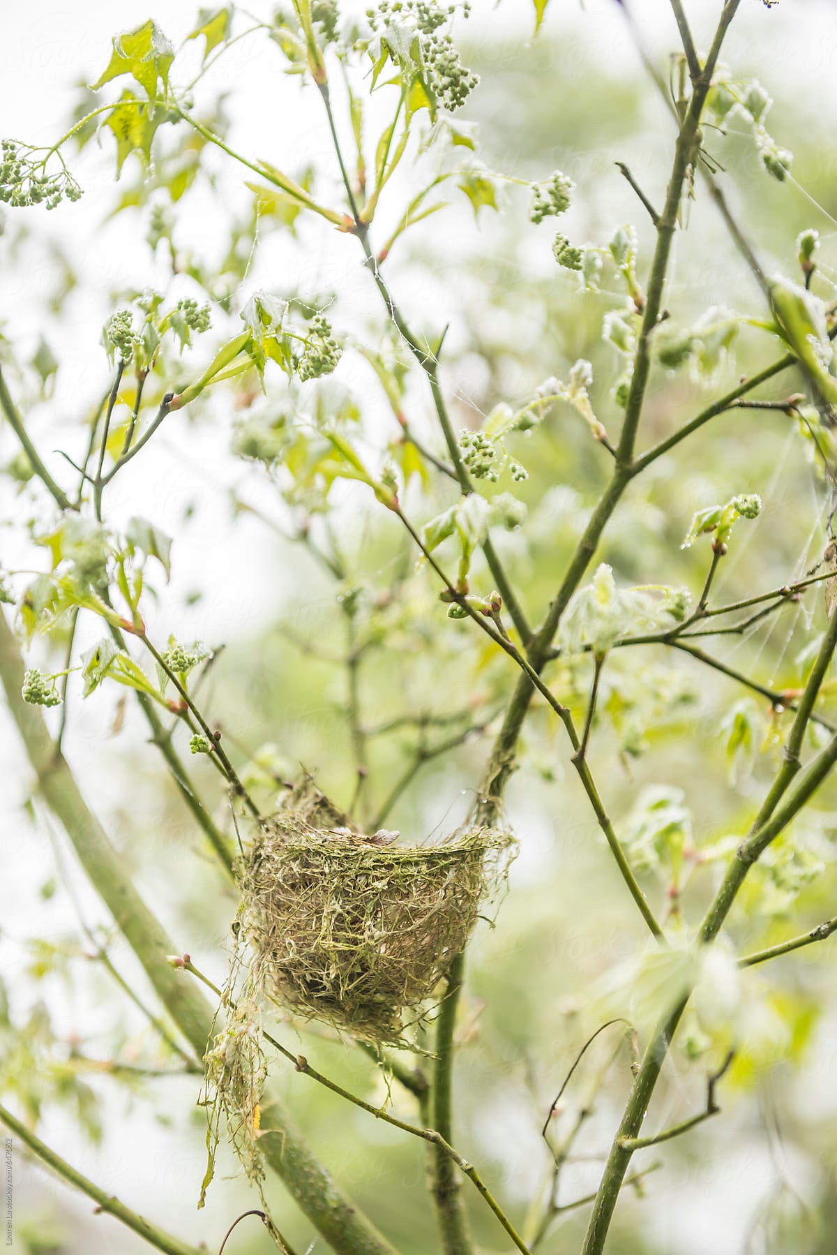 "Bird Nest On Tree With White Flowers In Spring" by Stocksy Contributor ...