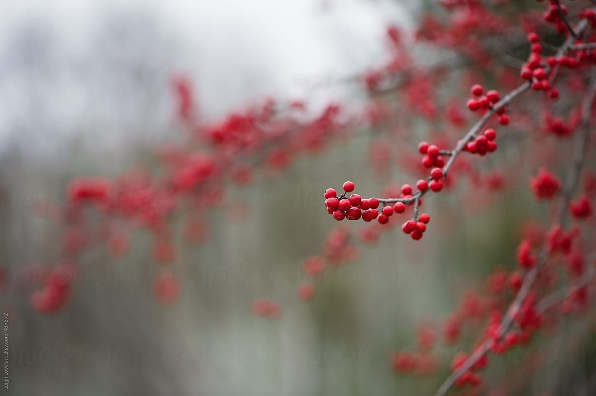 "Red Berries Of A Deciduous Holly" by Stocksy Contributor "Leigh Love ...