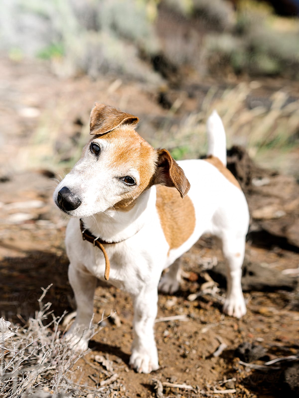 "Adorable Dog Posing At Camera" by Stocksy Contributor "Dreamwood ...