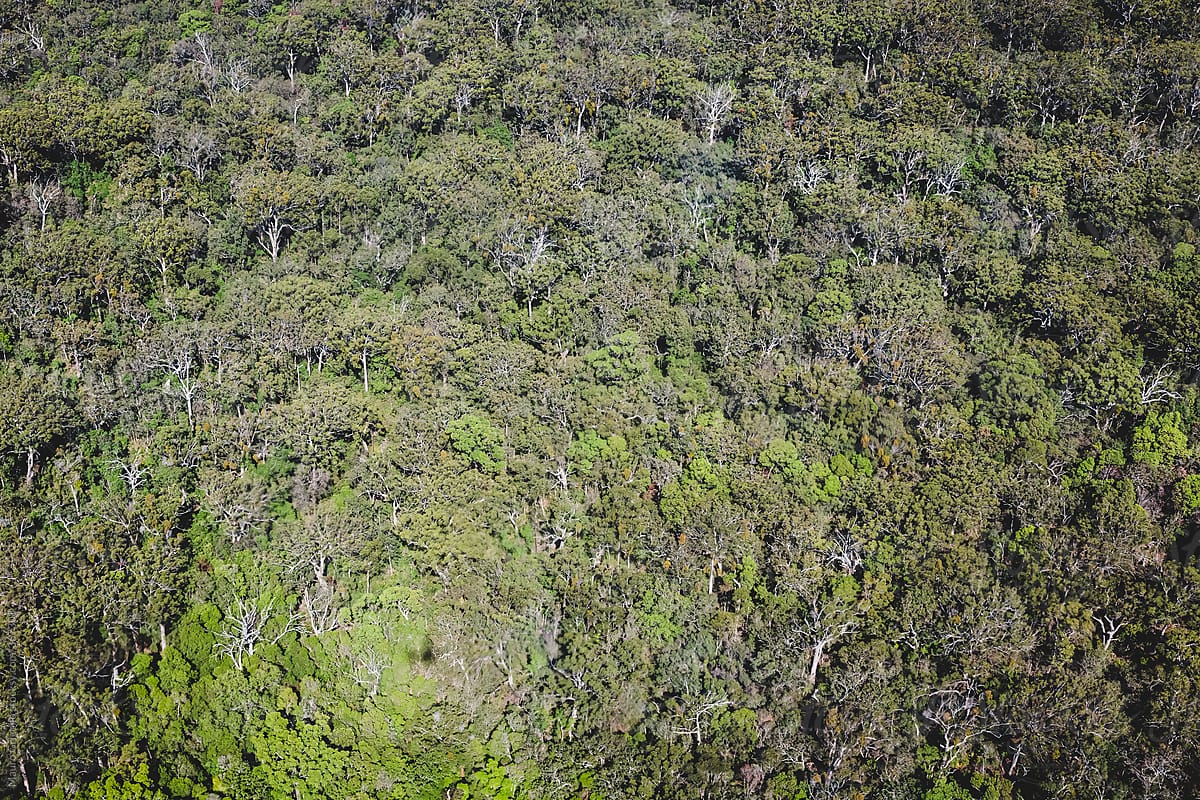 "Aerial View Of A Forest, Nature Background" by Stocksy Contributor ...