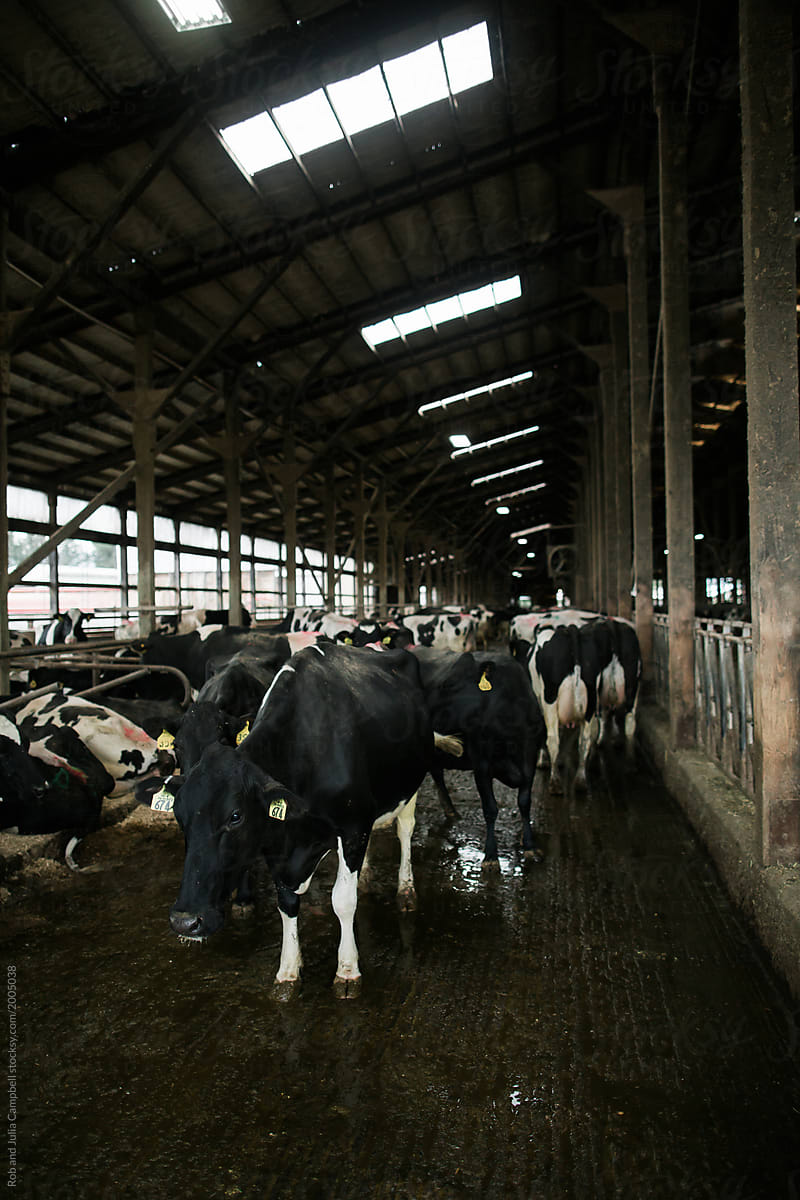 "Dairy Cow Portrait In Barn" by Stocksy Contributor "Rob And Julia ...