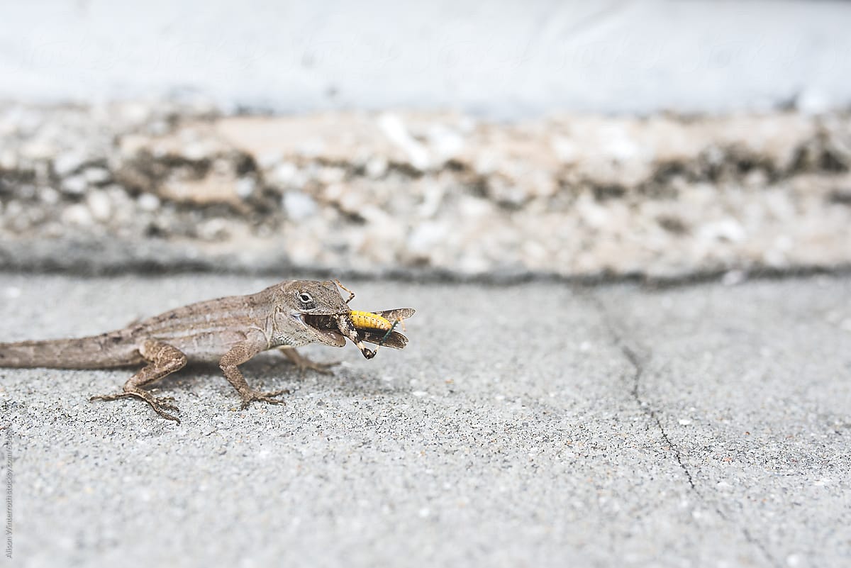 "An Anole Eats A Bug" by Stocksy Contributor "Alison Winterroth" - Stocksy
