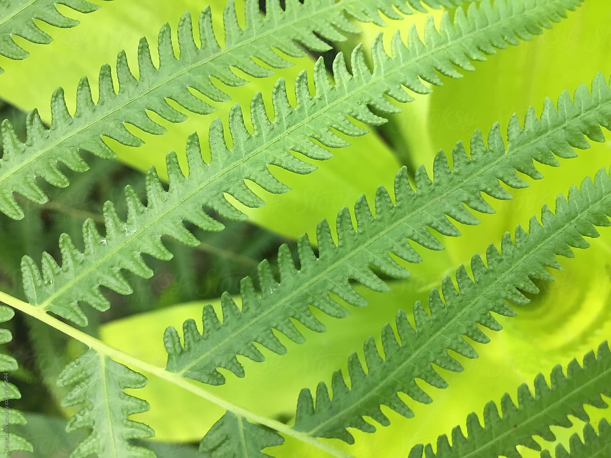 "Monochromatic Sawtooth Edged Leaves" by Stocksy Contributor "Leigh ...