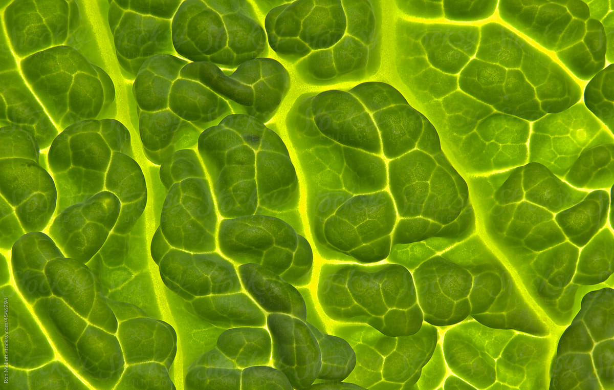 "Savoy Cabbage Closeup Macro Natural Leaf Patterns In Green Gold" by ...