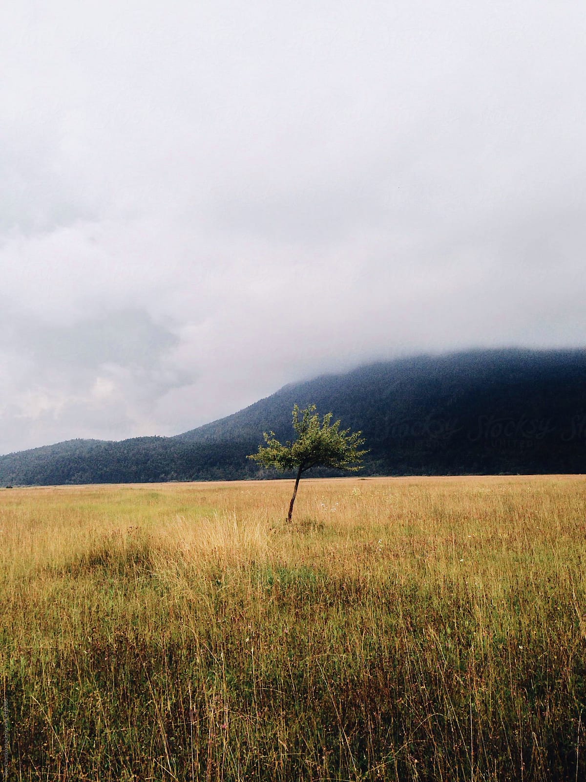 "Solo Tree In High Grass" by Stocksy Contributor "Bor Cvetko" - Stocksy