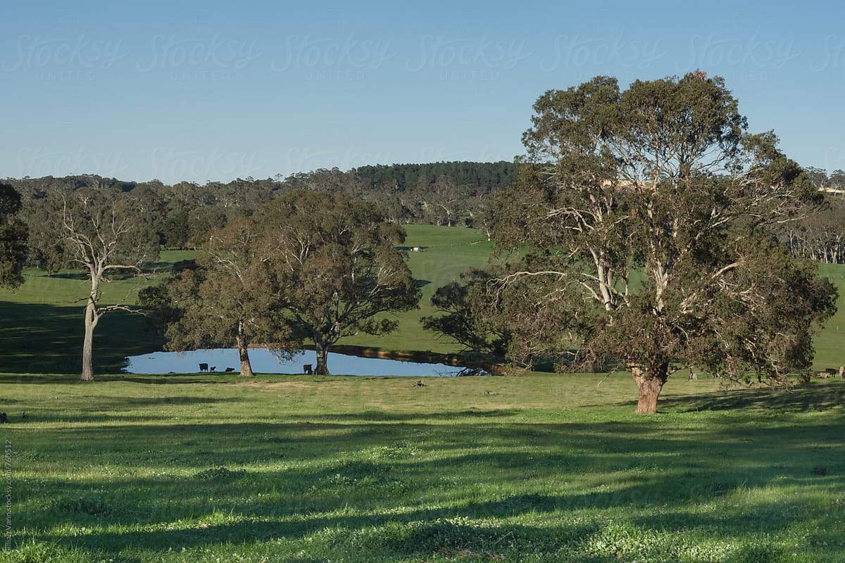 "Cattle By The Dam On A Farm In South Australia" by Stocksy Contributor ...