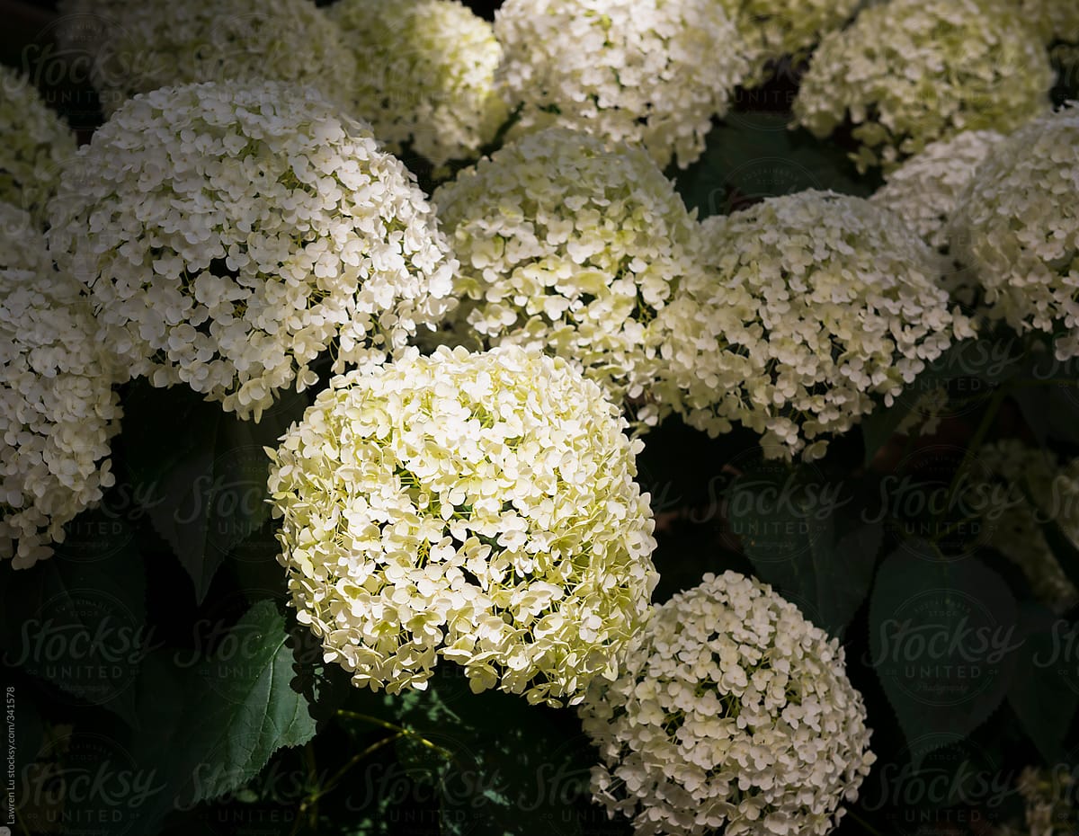 "White Hydrangea And Green Leaves In Shadow" by Stocksy Contributor ...