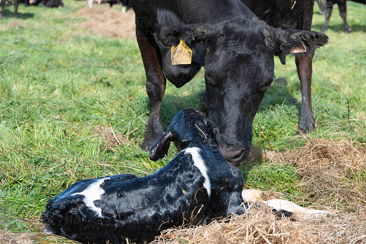 "Natural Birth" by Stocksy Contributor "Te Aroha Photography Ltd" - Stocksy
