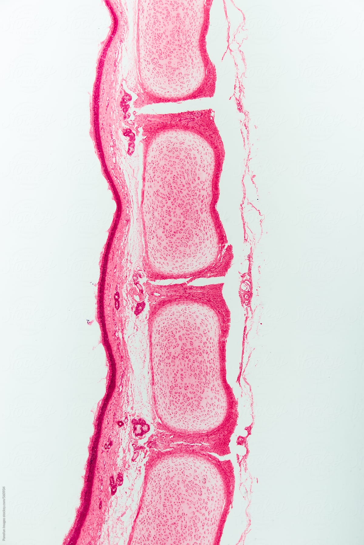 Dog Olfactory Membrane Section By Stocksy Contributor Pansfun Images Dog Olfactory Membrane Section By Stocksy Contributor Pansfun Images
