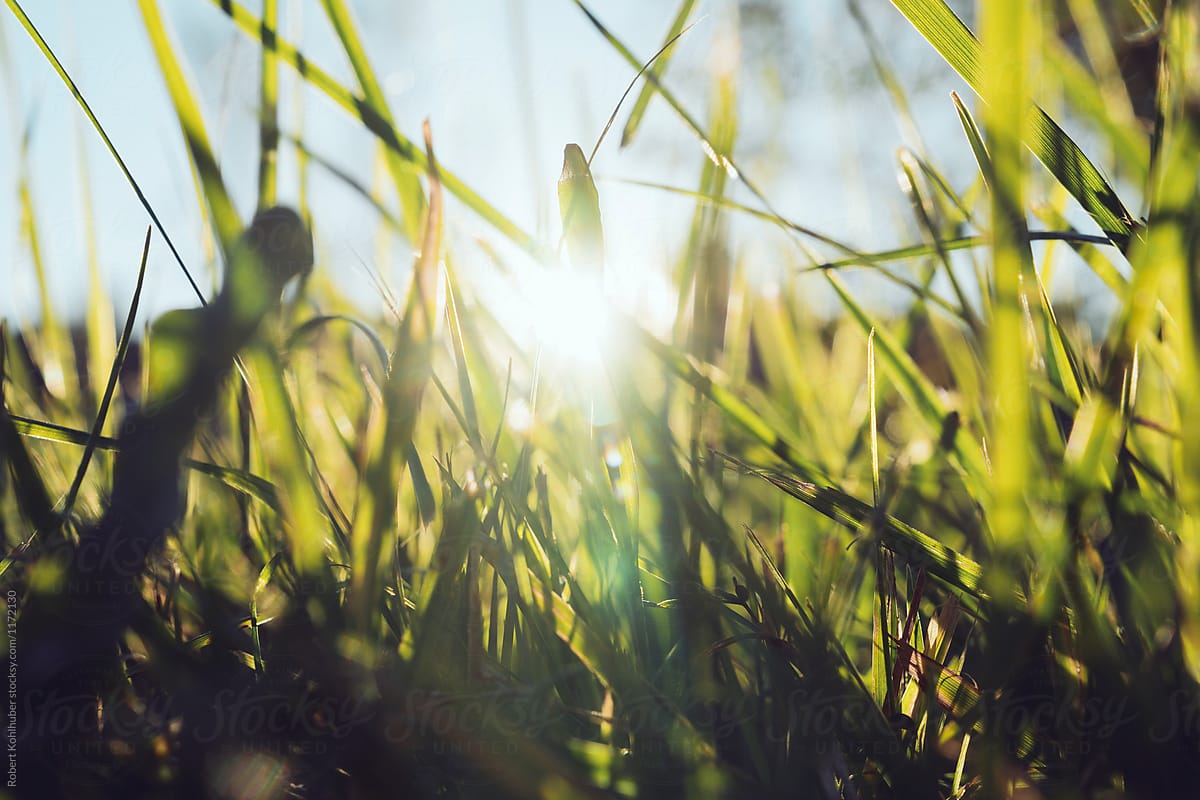 "Green Grass At Ground" by Stocksy Contributor "Robert Kohlhuber" - Stocksy
