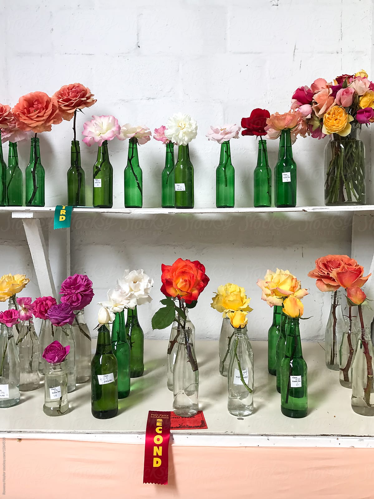 "Flower Show Entries At Australia Country Show" by Stocksy Contributor ...