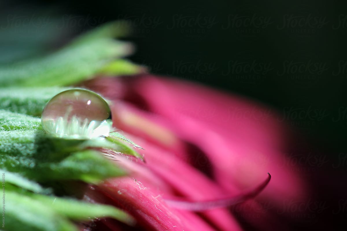 "Water Drop On A Flower Petal" by Stocksy Contributor "Monica Murphy ...