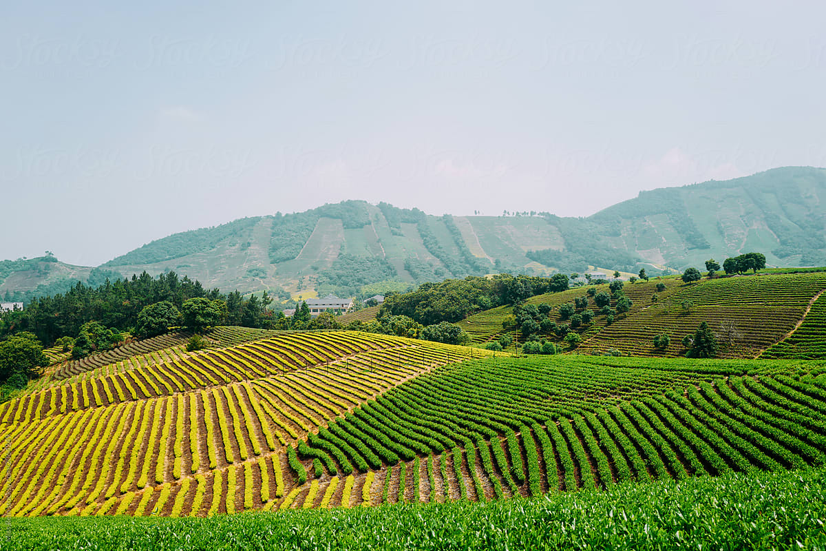 "Scenic View Of Chinese Tea Field" by Stocksy Contributor "Rein Cheng ...
