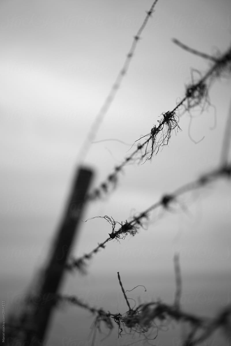 "Pieces Of Fabric On Barbed Wire" by Stocksy Contributor "Marcel" - Stocksy