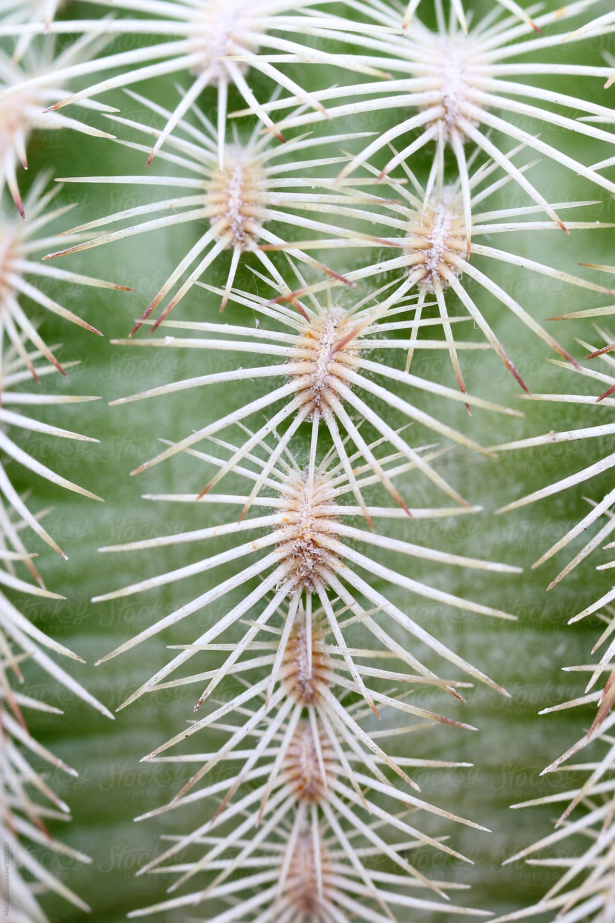 "Cactus Thorns Macro" by Stocksy Contributor "Marcel" - Stocksy