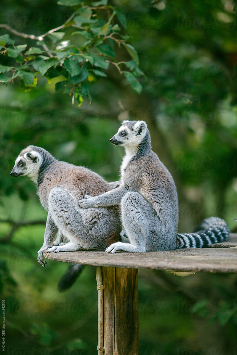 "Ring-Tailed Lemurs Grooming On Wooden Platform" by Stocksy Contributor ...