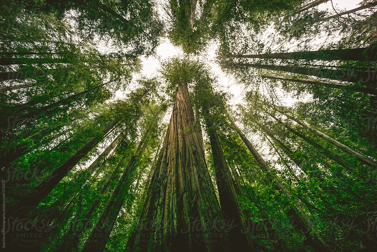 "Redwood Trees" by Stocksy Contributor "Sam Hurd Photography" - Stocksy