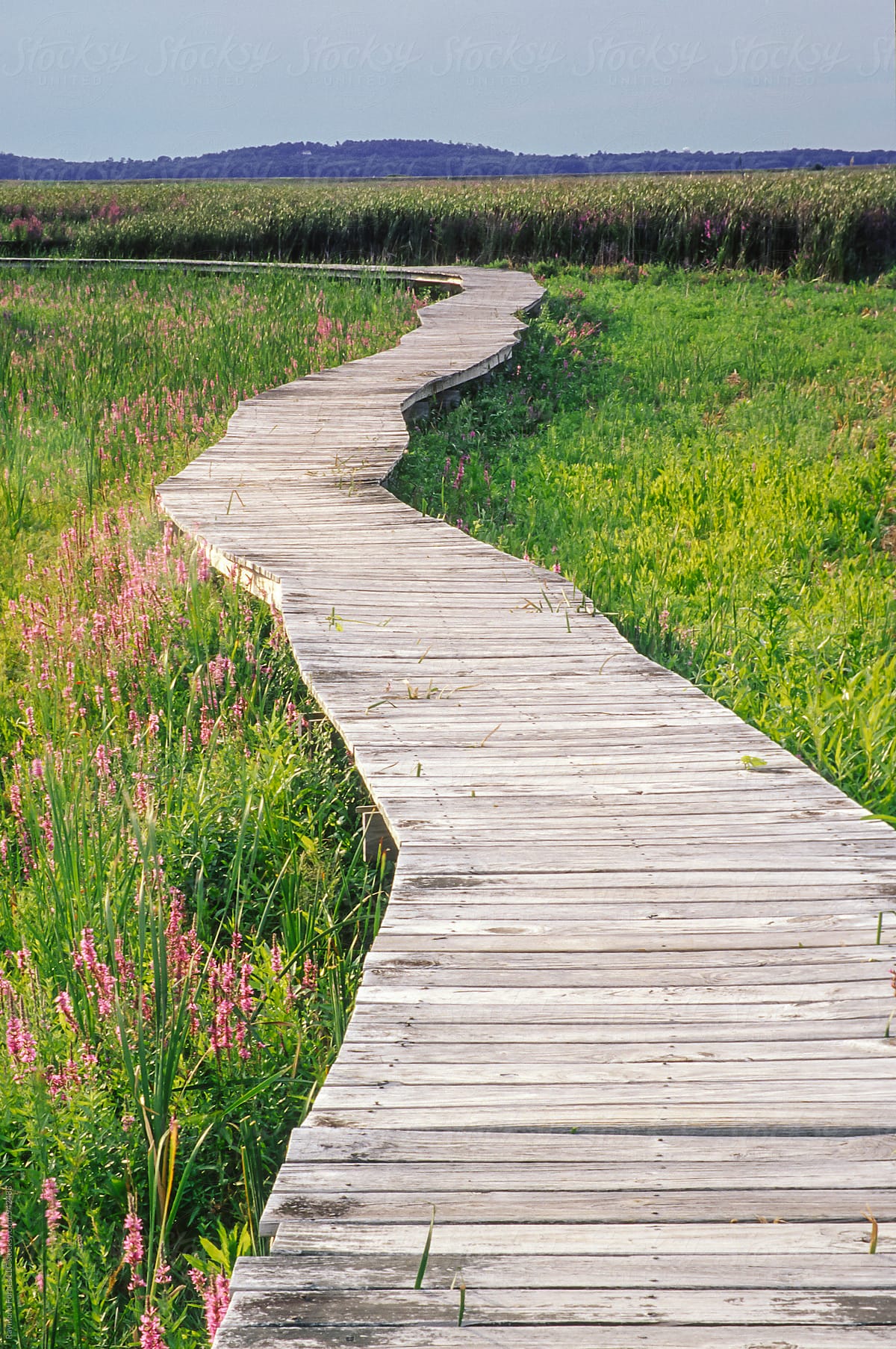 "Boardwalk In Summer" by Stocksy Contributor "Raymond Forbes LLC" - Stocksy