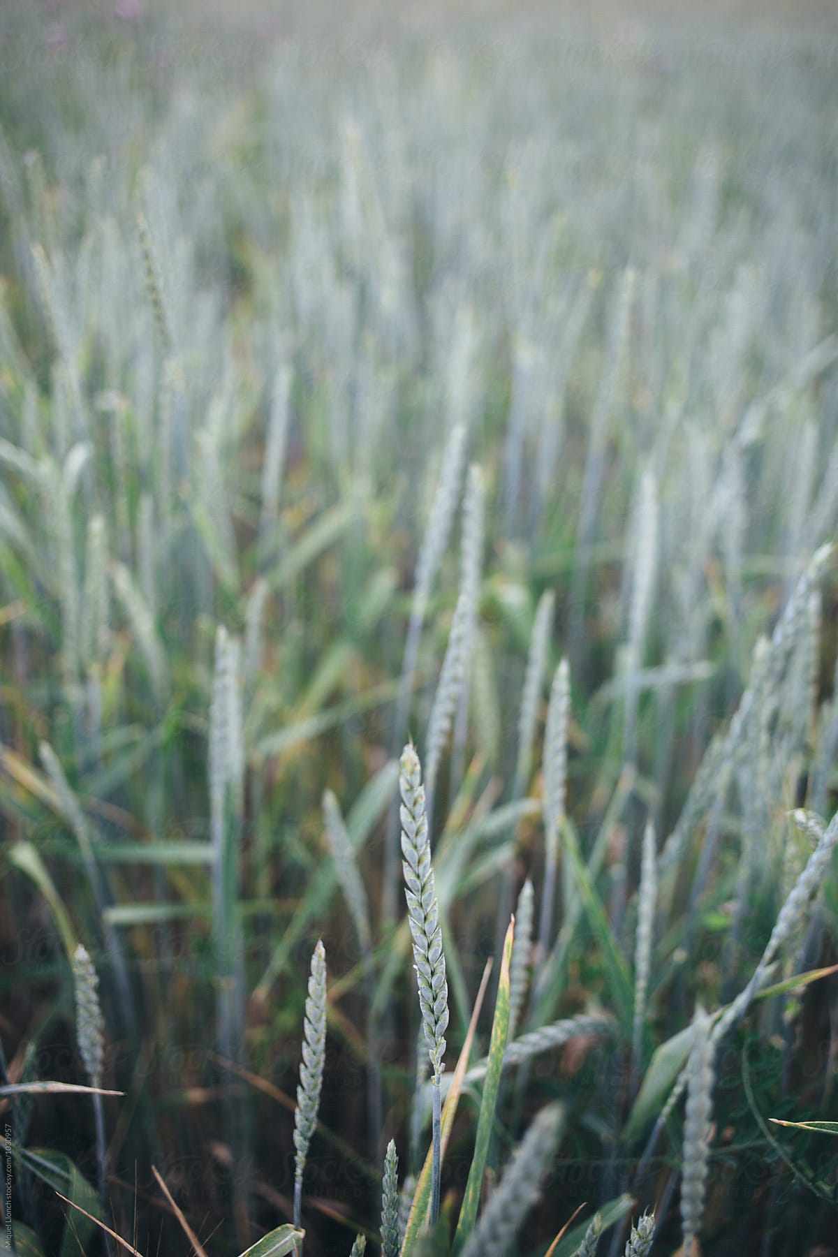 "Ecological Cultivation Of Spelt" by Stocksy Contributor "Miquel Llonch ...