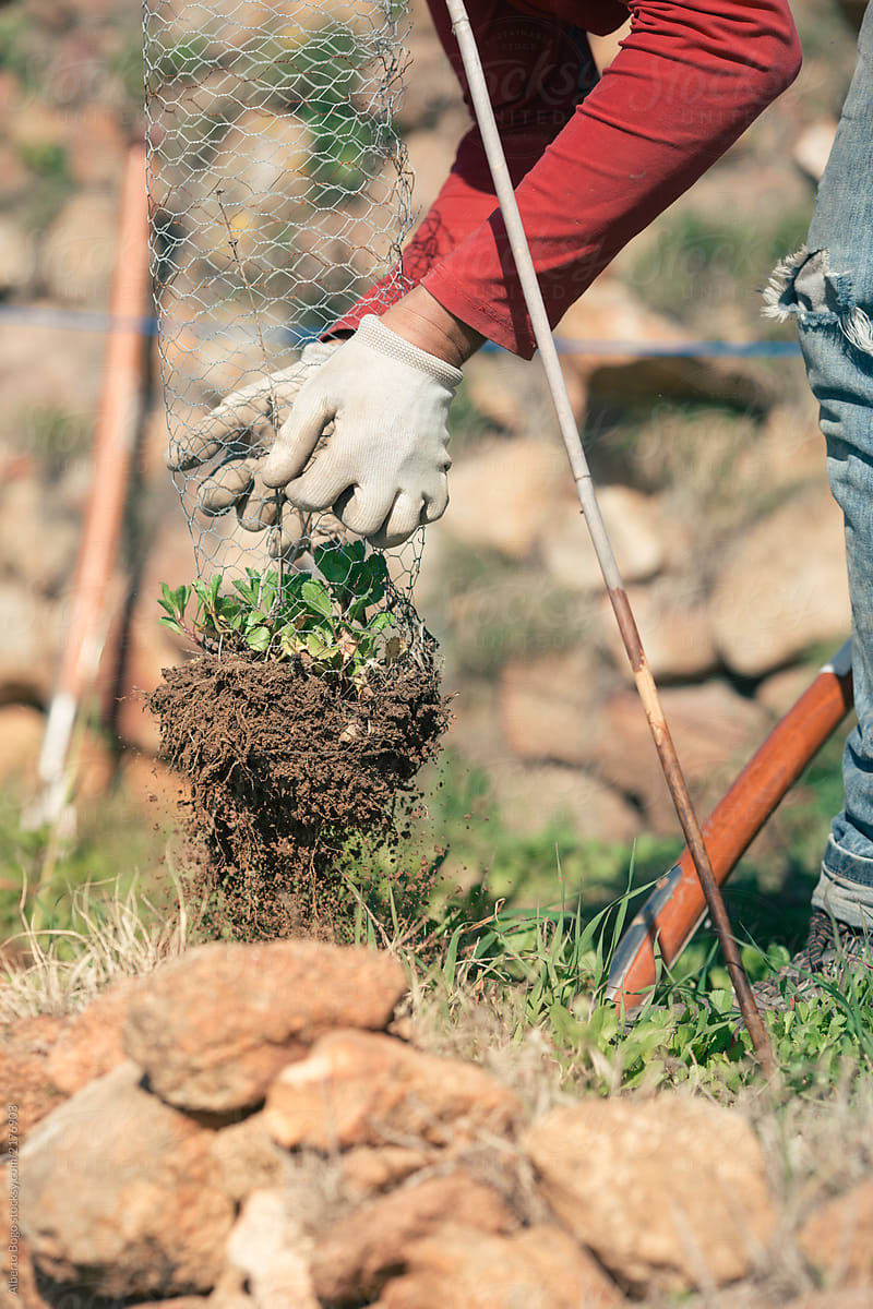 "Crop Person Planting Vine" by Stocksy Contributor "Studio Serra" - Stocksy