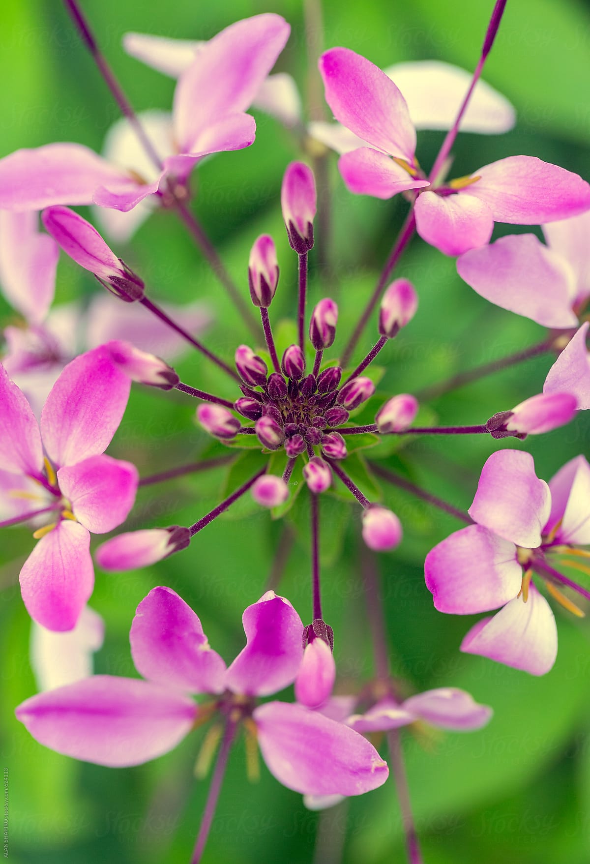"Pink Cleome" by Stocksy Contributor "ALAN SHAPIRO" - Stocksy