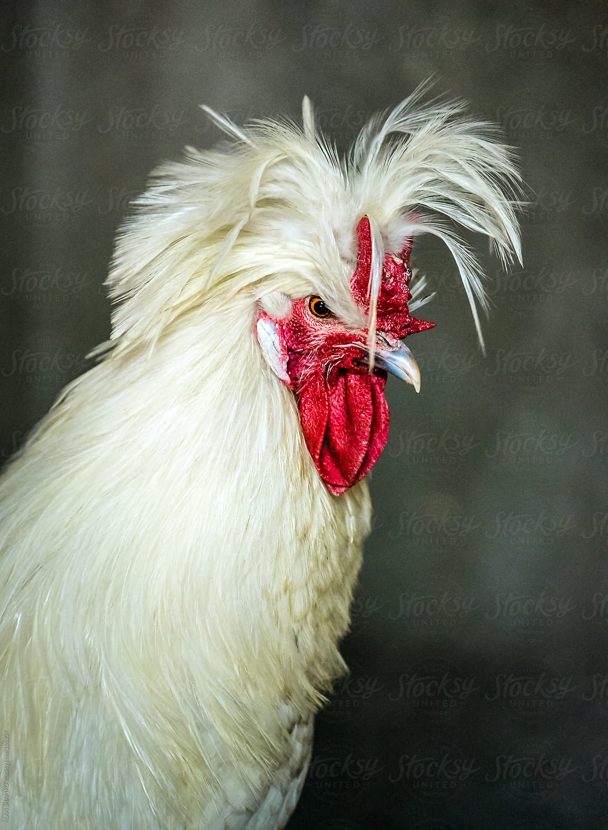 "Portrait Of An Unusual Heavily Feathered Rooster" by Stocksy ...