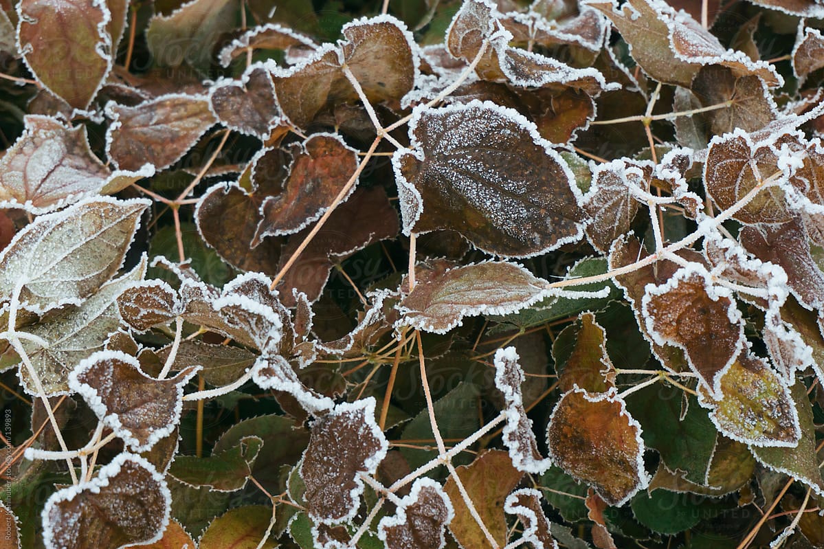 "Frozen Nature In Winter" by Stocksy Contributor "Robert Kohlhuber ...