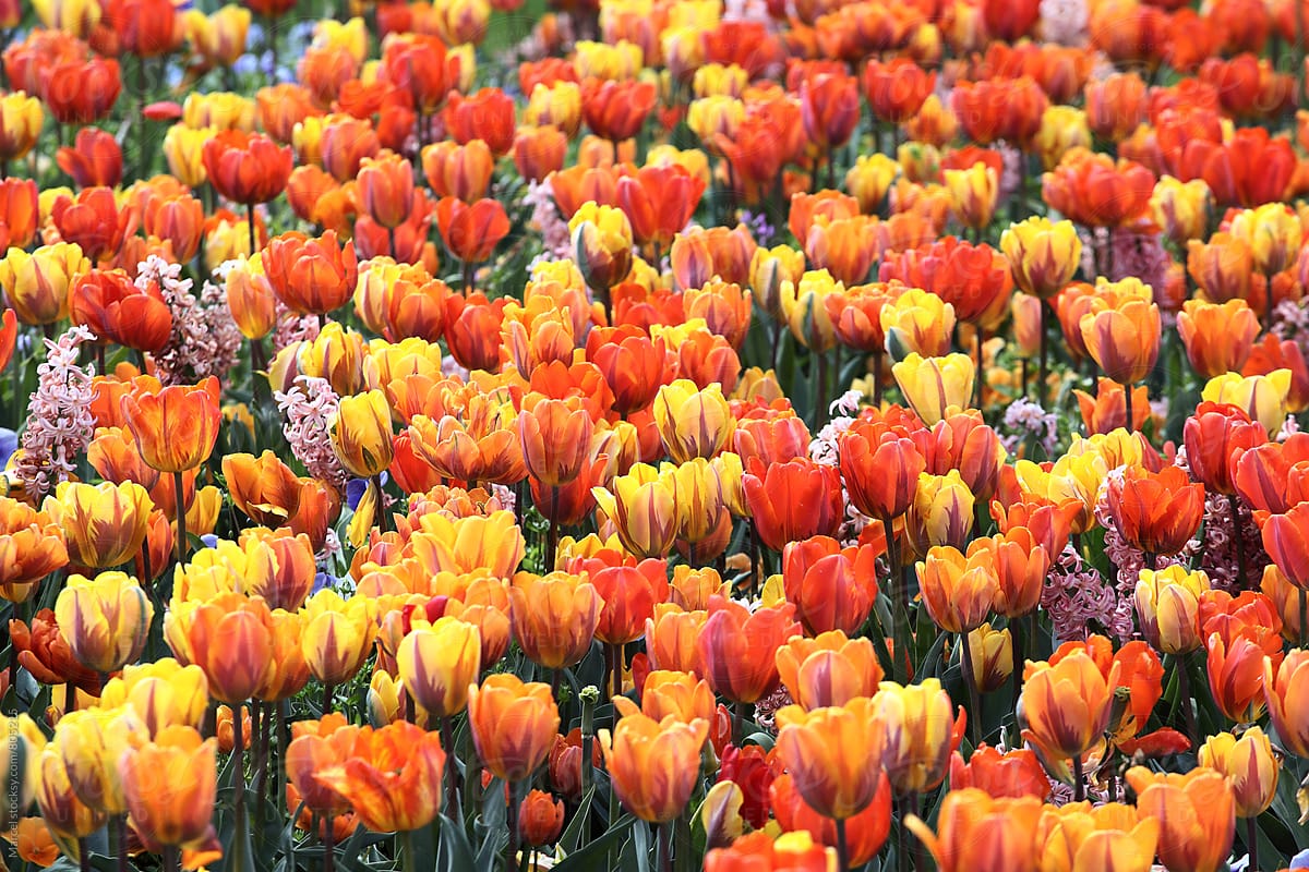 "Bed Of Orange Tulips In Spring" by Stocksy Contributor "Marcel" - Stocksy