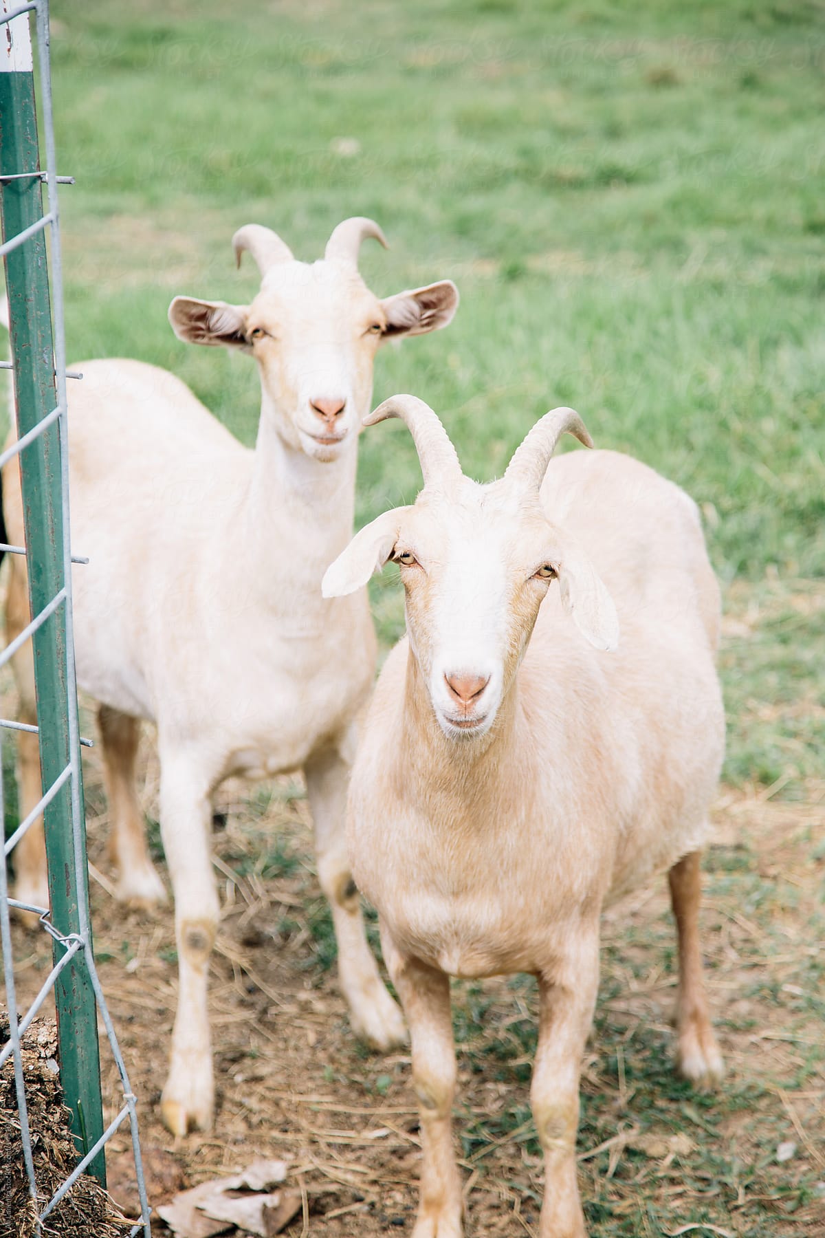 "Two White Goats" by Stocksy Contributor "Ali Lanenga" - Stocksy