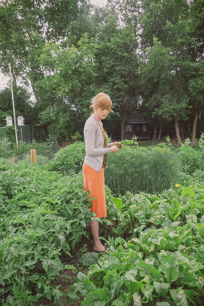"Woman Picking Fresh Food From Garden" by Stocksy Contributor "Carey ...