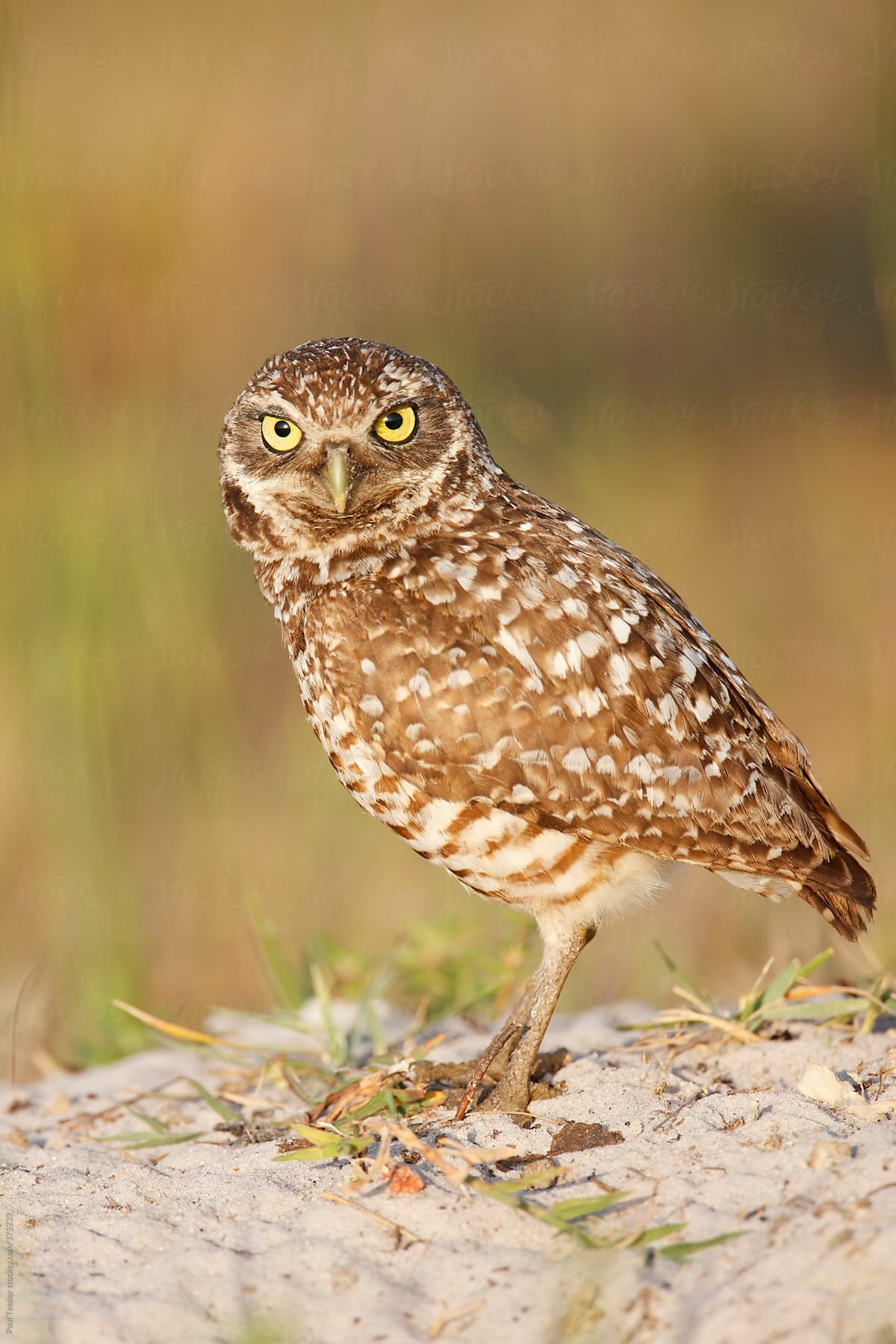 "Burrowing Owl" by Stocksy Contributor "Paul Tessier" - Stocksy