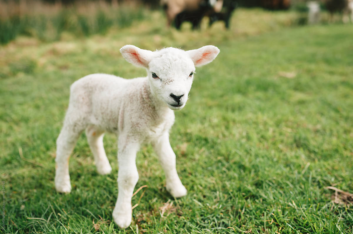  Cute Baby Lamb Standing In A Field By Stocksy Contributor Suzi