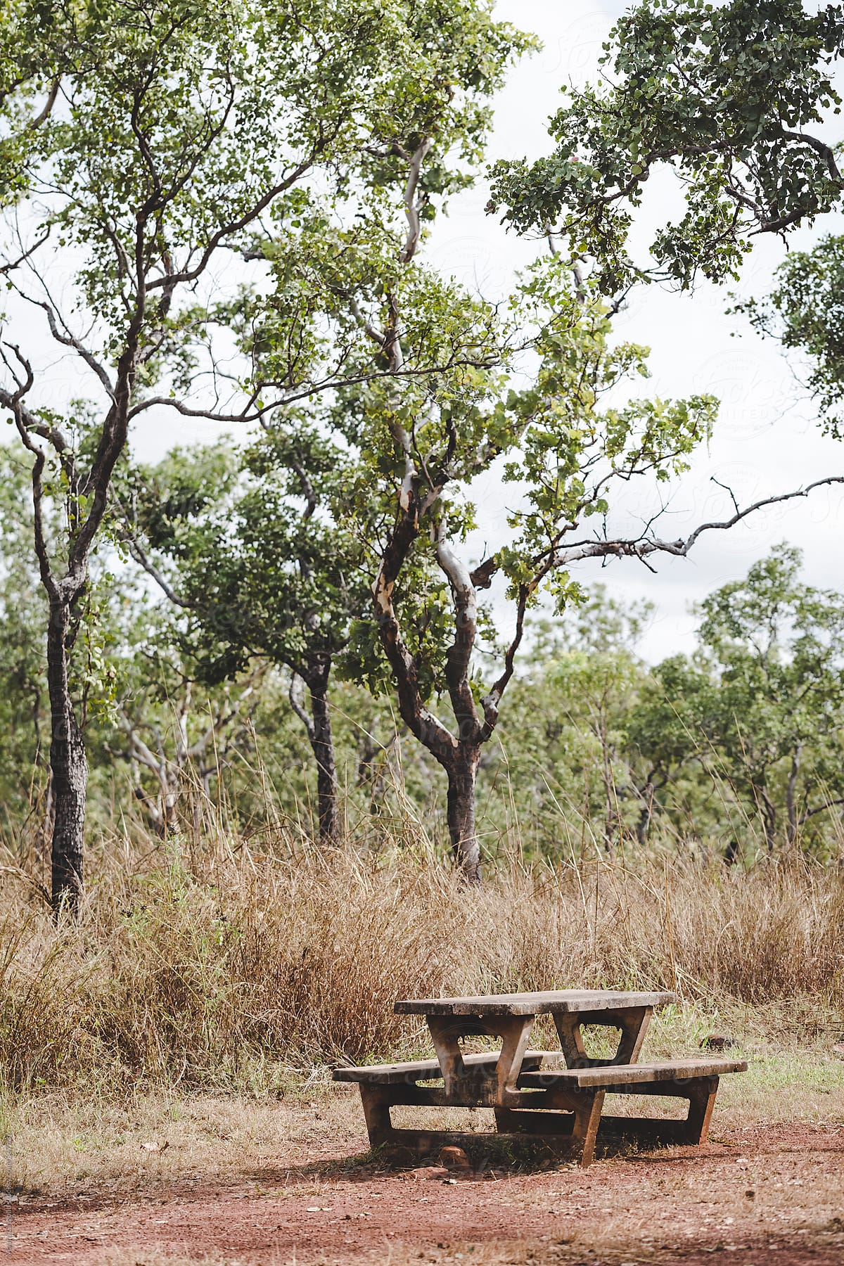 "A Bench Inside A National Park" by Stocksy Contributor "Mauro Grigollo ...