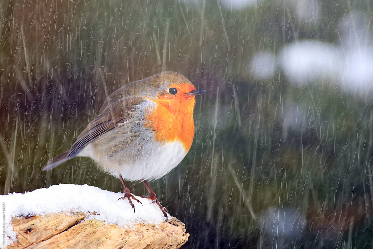 "Red Robin In The Snow" by Stocksy Contributor "Marcel" - Stocksy
