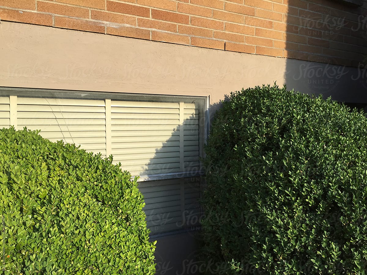 "Detail Of Generic Green Bushes Outside Apartment Building" by Stocksy ...