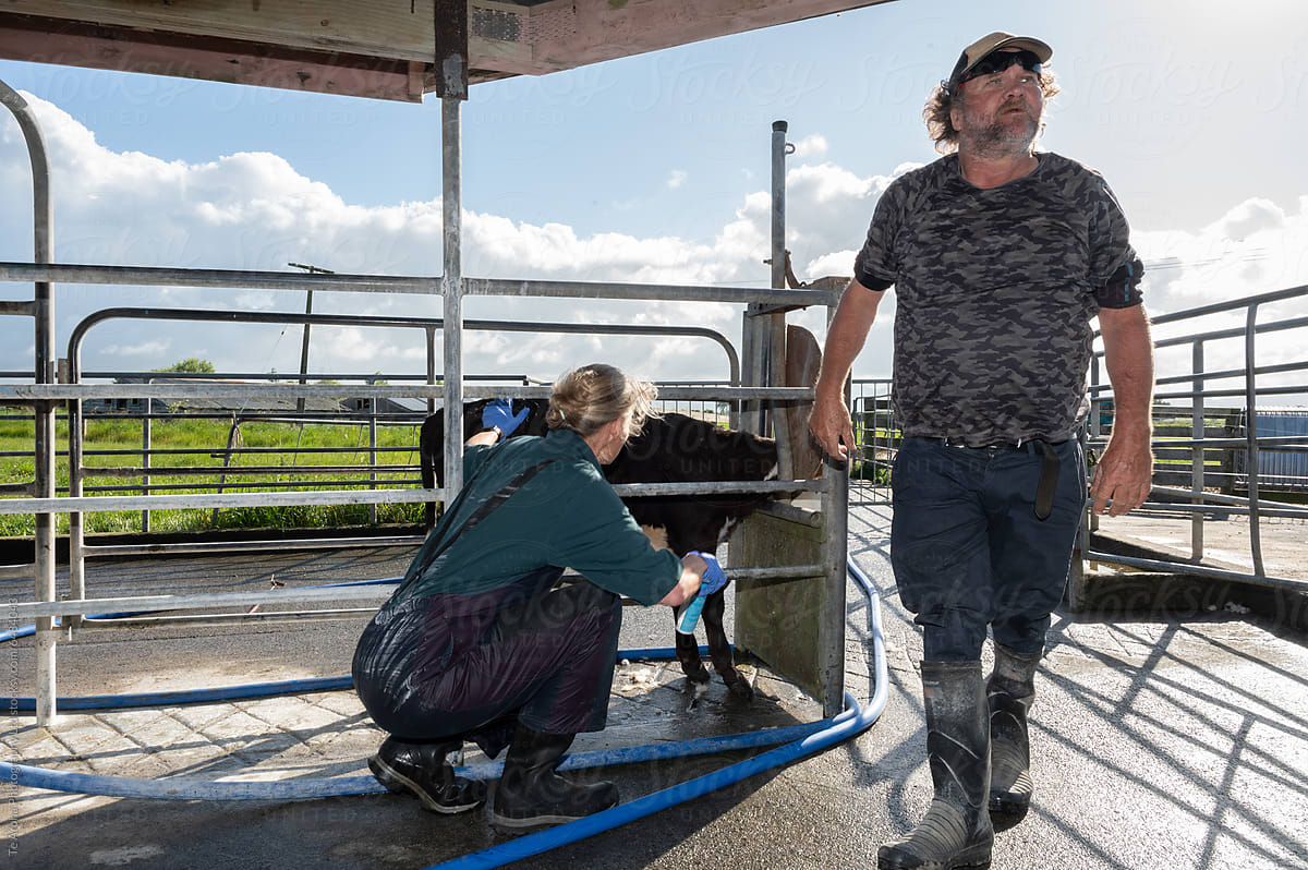 "Calf Medicine" by Stocksy Contributor "Te Aroha Photography Ltd" - Stocksy