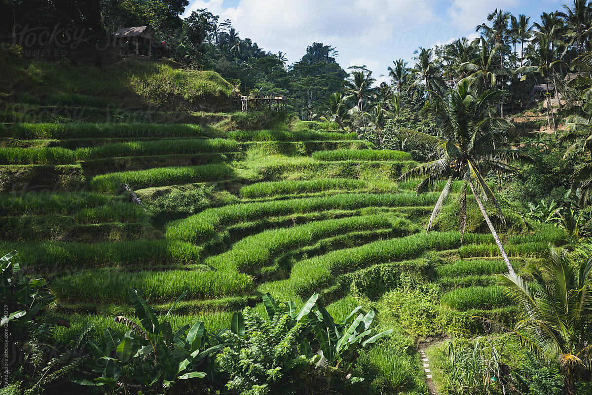 "Landscape View Of Green Rice Terraces With Palm Trees." by Stocksy ...