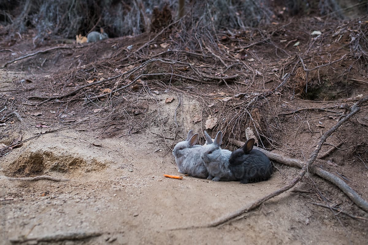"Rabbits On Ōkunoshima (Rabbit Island), Japan" by Stocksy Contributor ...
