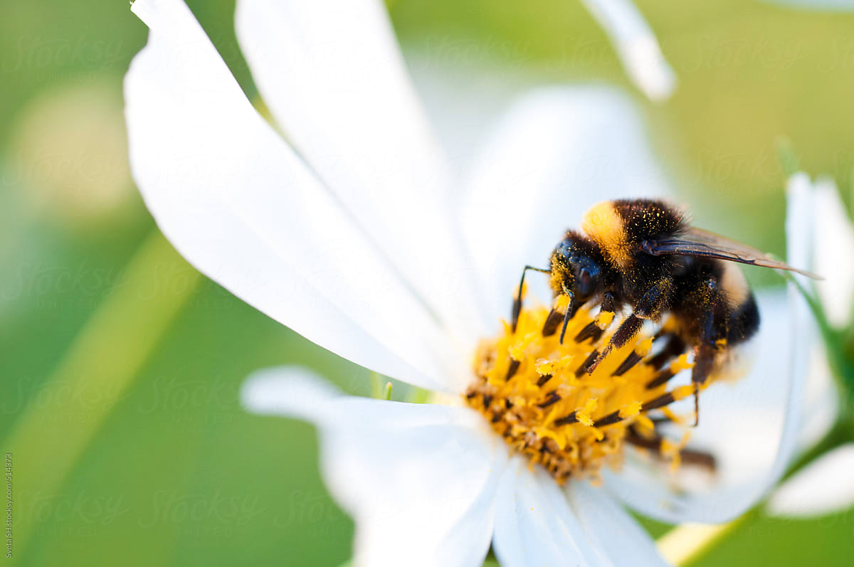 "Bumblebee (Bombus) On A Flower Of Cosmos Bipinnatus" by Stocksy ...