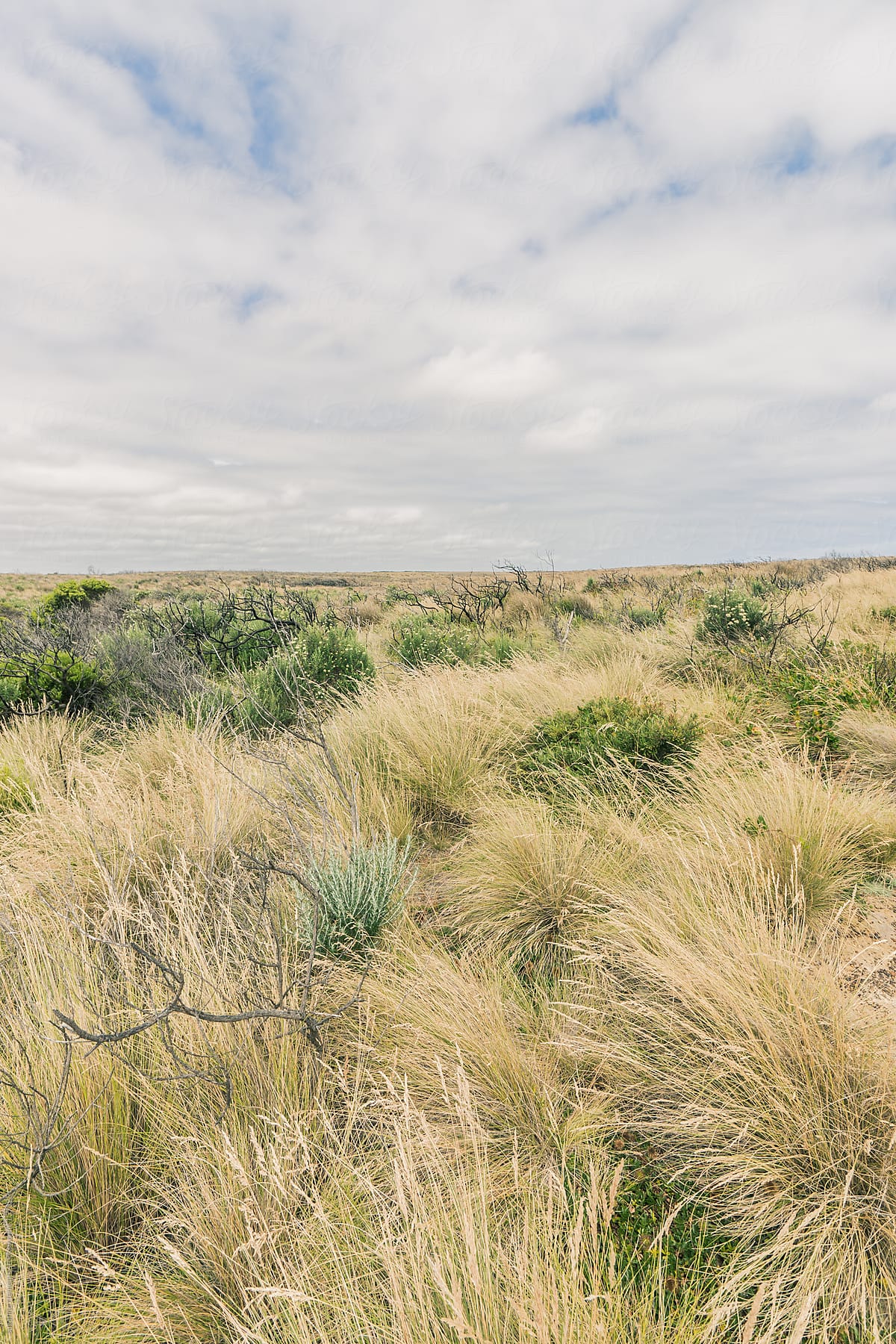 "Dry Arid Bushland Field In Southern Australia" by Stocksy Contributor ...