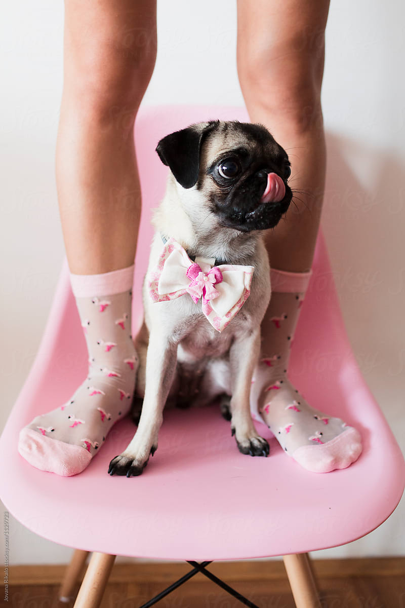 "Young Woman And Her Pug Dog Pet" by Stocksy Contributor "Jovana Rikalo ...