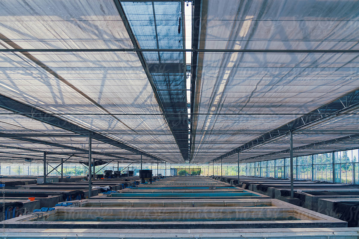 "Aquaculture Factory Farm" by Stocksy Contributor "Pansfun Images ...
