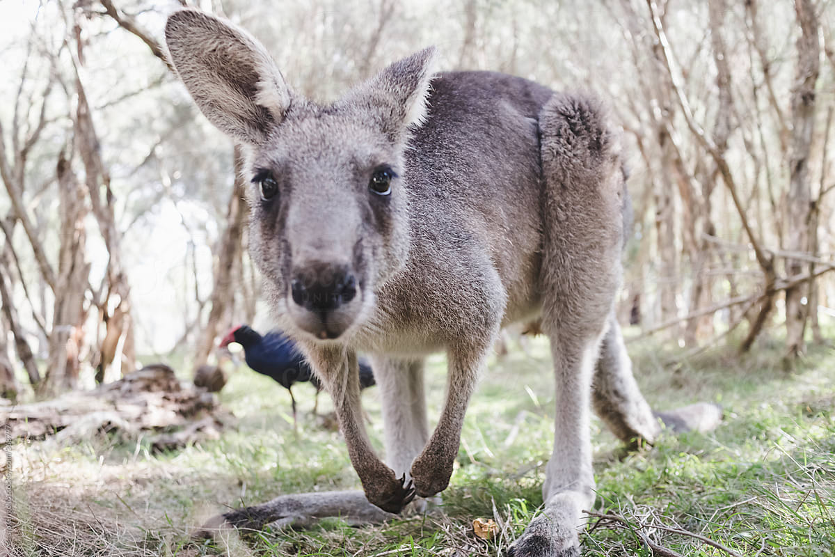 "Cangaroo Looking At The Camera" by Stocksy Contributor "Mauro Grigollo ...